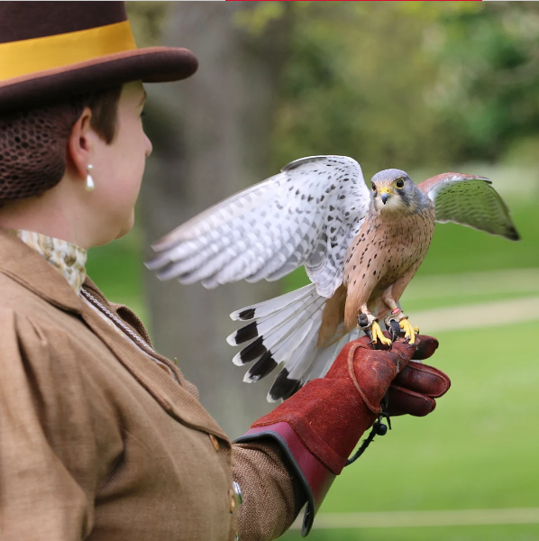 Harvest Falconry at Audley End House and Gardens - Discover Uttlesford