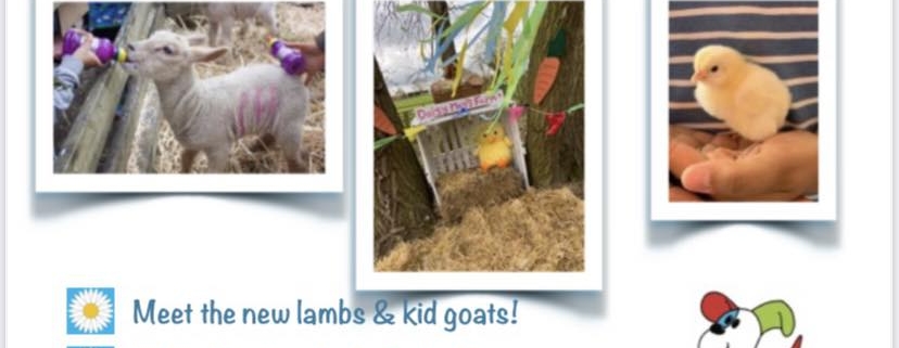 Half Term at Daisy Mays Farm - Discover Uttlesford
